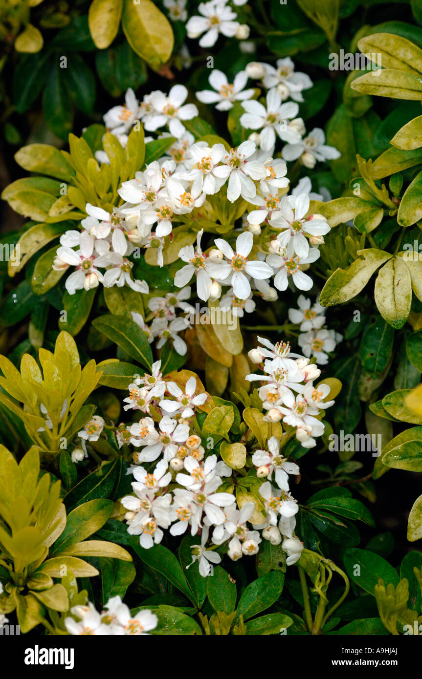 Choisya Ternata Flowers Stock Photo - Alamy
