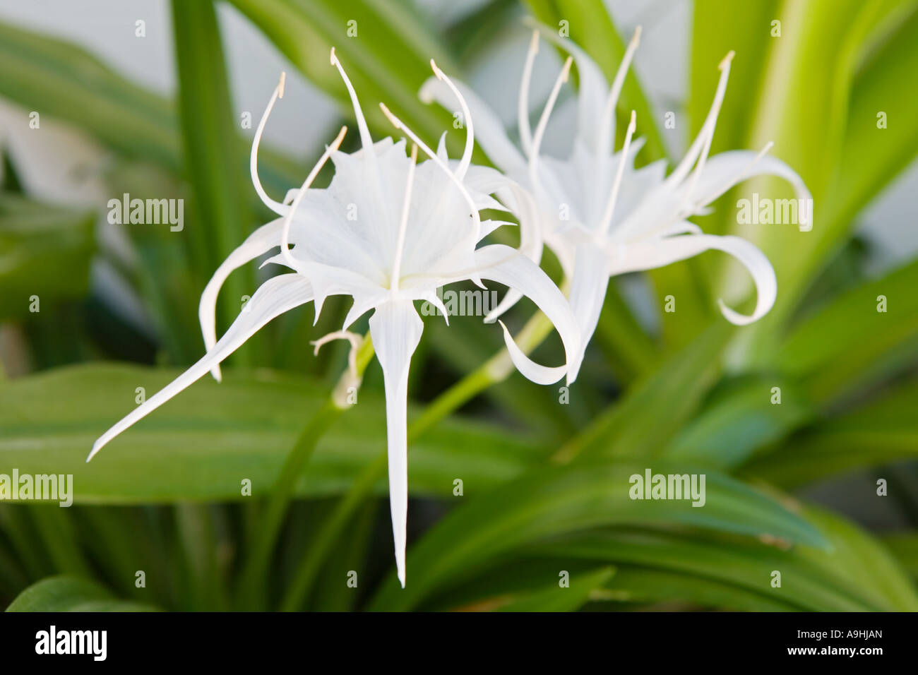 White asian lily flower hi-res stock photography and images - Alamy