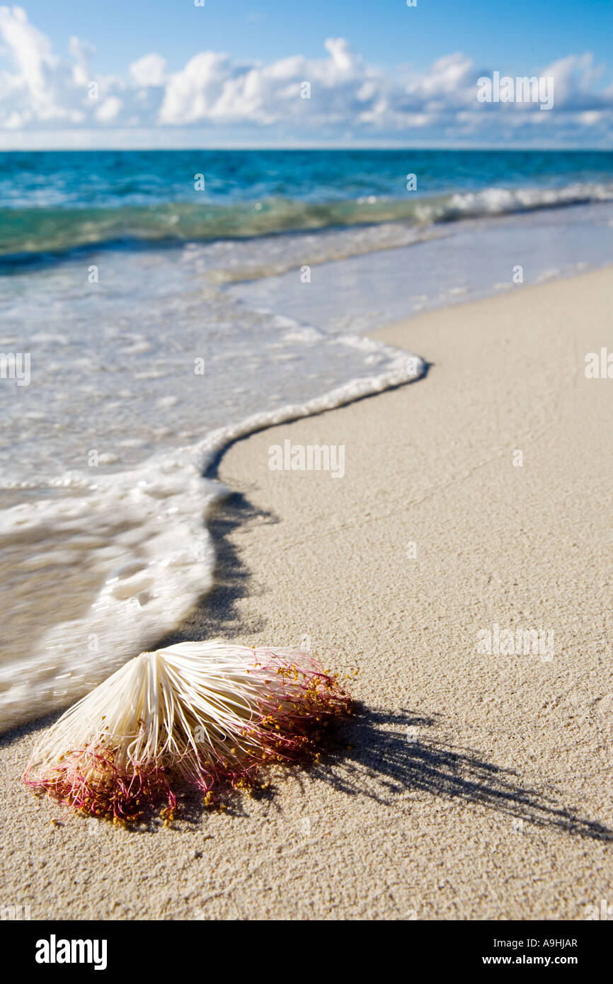 Low angle shot of the sweeping beach on Biyadoo Island Stock Photo - Alamy