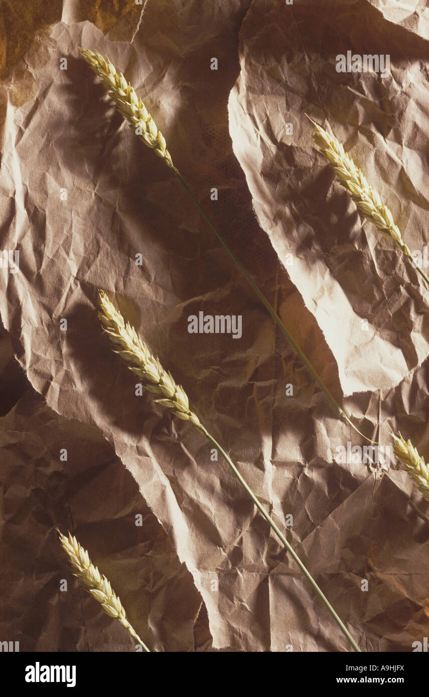 Stalks of wheat laying on a brown paper background Stock Photo - Alamy