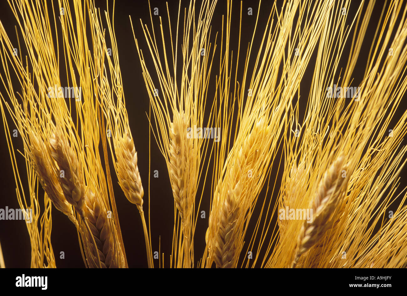 Stalks of wheat against a black background Stock Photo - Alamy