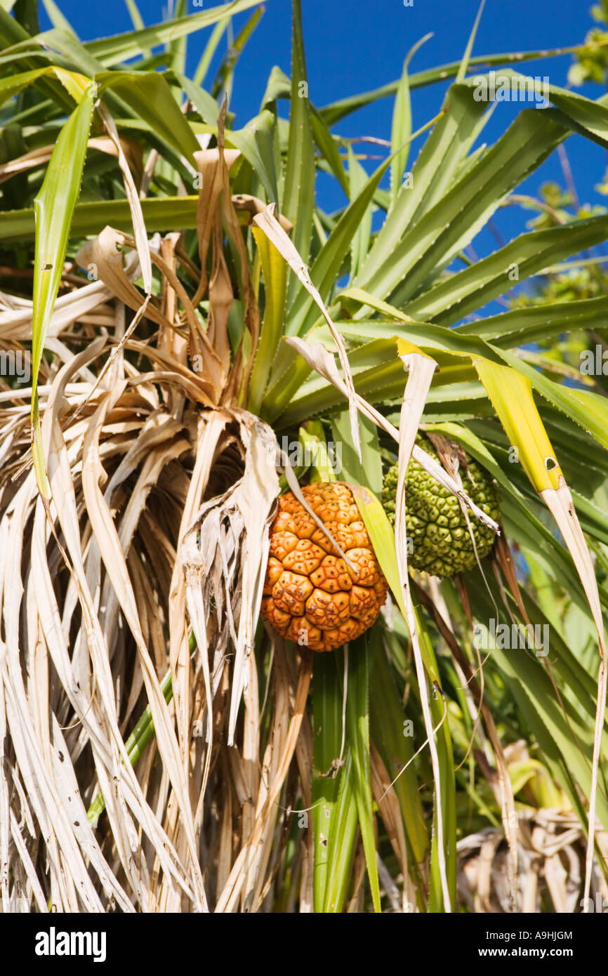 Maldives native hi-res stock photography and images - Alamy