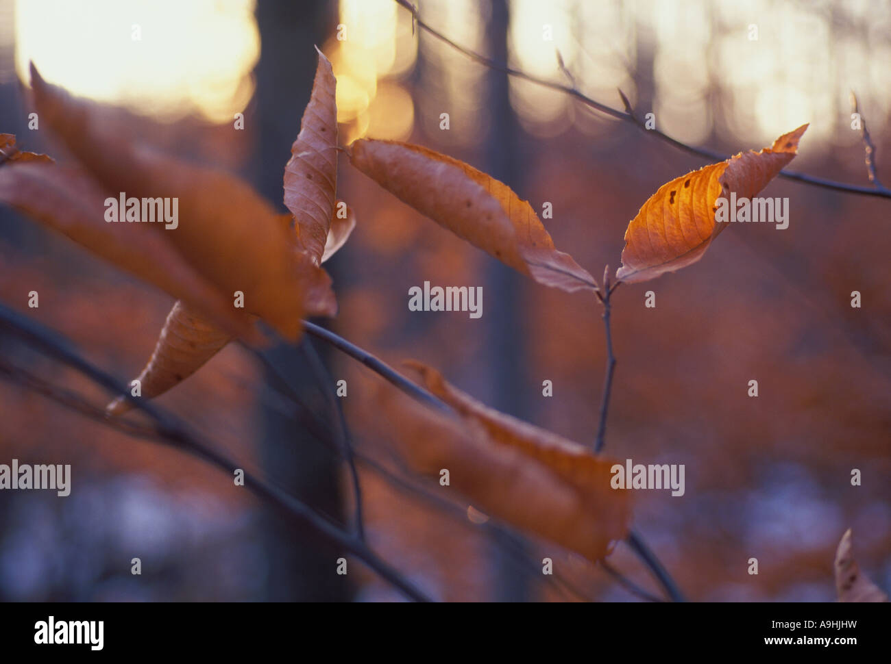 Autumn leaves at sunrise Stock Photo - Alamy