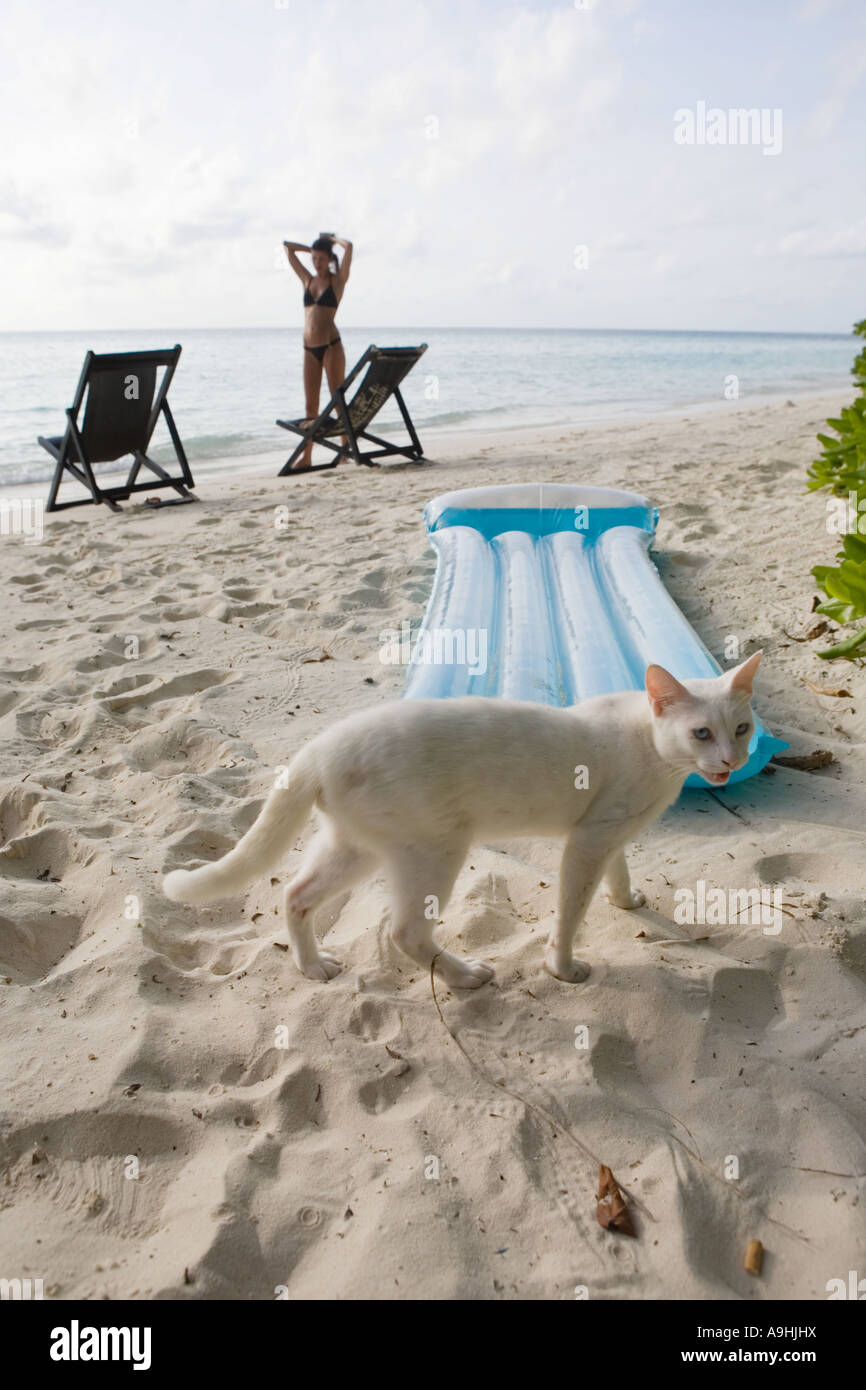 A white stray cat walking in front of a tourist on a white sand beach ...