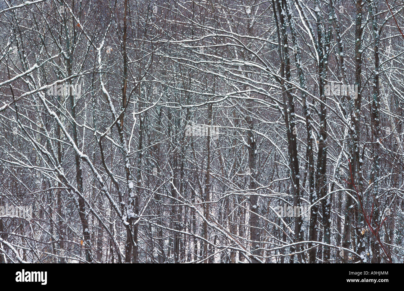 Deep snow covers forest hi-res stock photography and images - Alamy