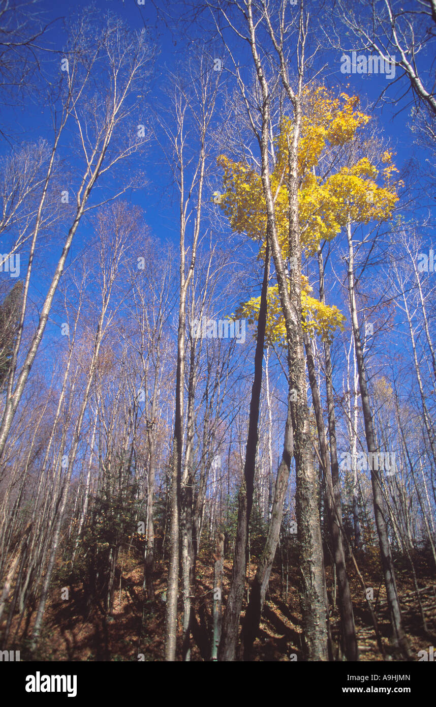 A lone tree in the forest clings to it's last leaves in the autumn ...