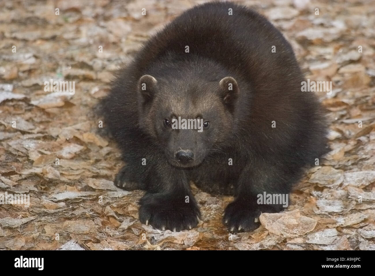 wolverine (Gulo gulo), sitting on the ground Stock Photo - Alamy