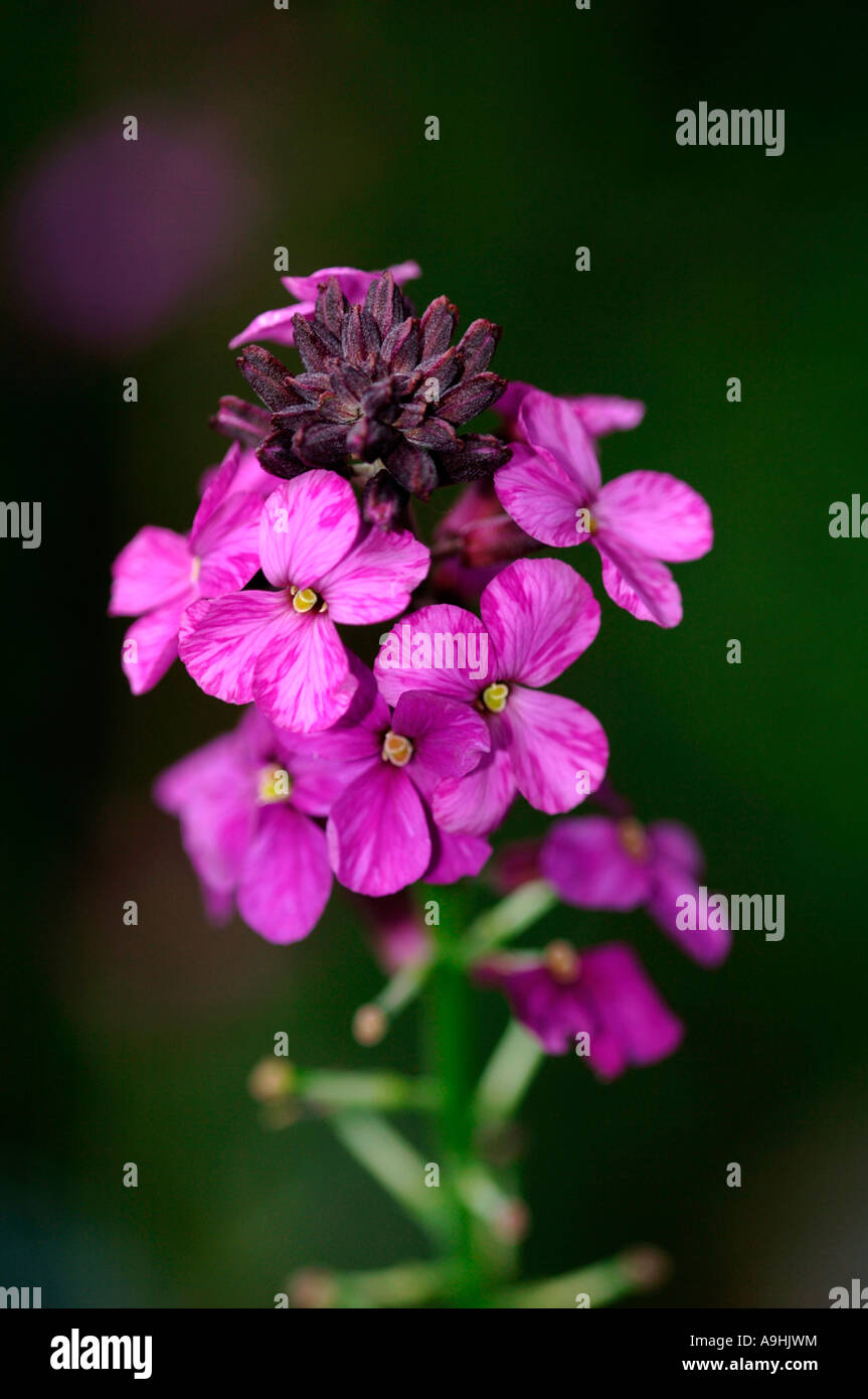 Erysimum Bowles Mauve Stock Photos & Erysimum Bowles Mauve Stock Images ...