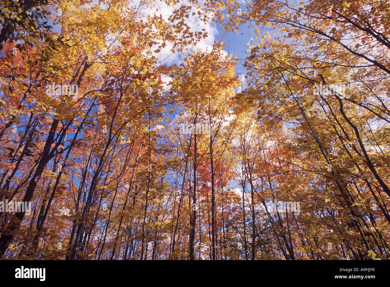 Tall trees photographed on a gorgeous sunny day in autumn showing fall ...
