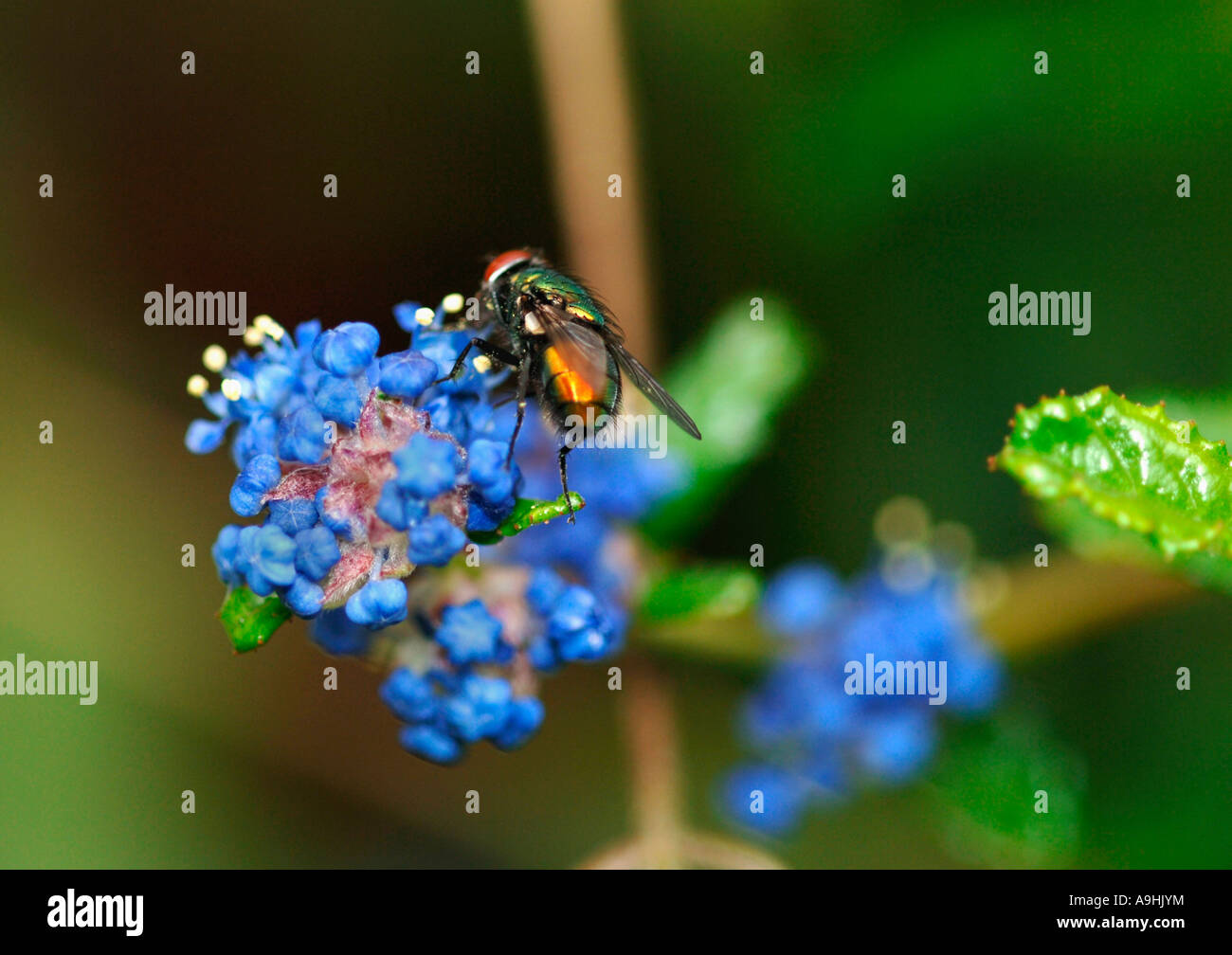 Greenbottle Fly (Lucilia sericata). On Ceanothus Flowers Stock Photo ...