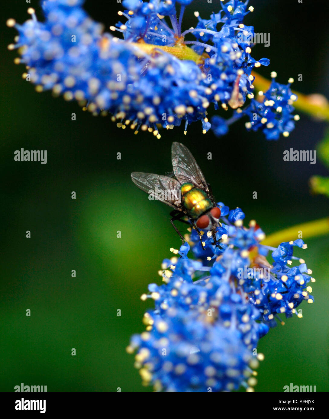 Greenbottle Fly (Lucilia sericata). On Ceanothus Flowers Stock Photo ...