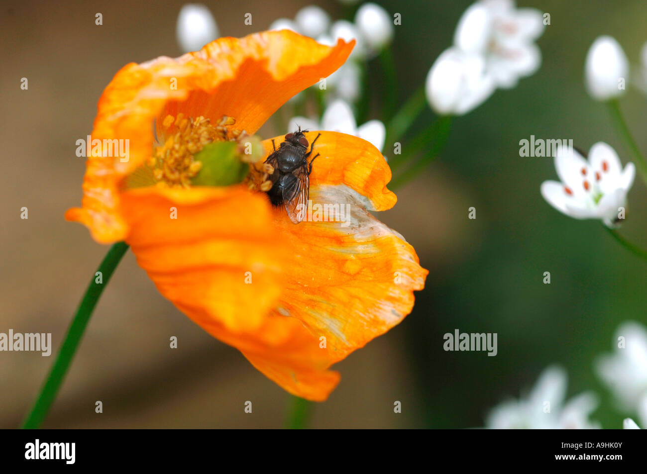 Wilting Poppy High Resolution Stock Photography and Images - Alamy