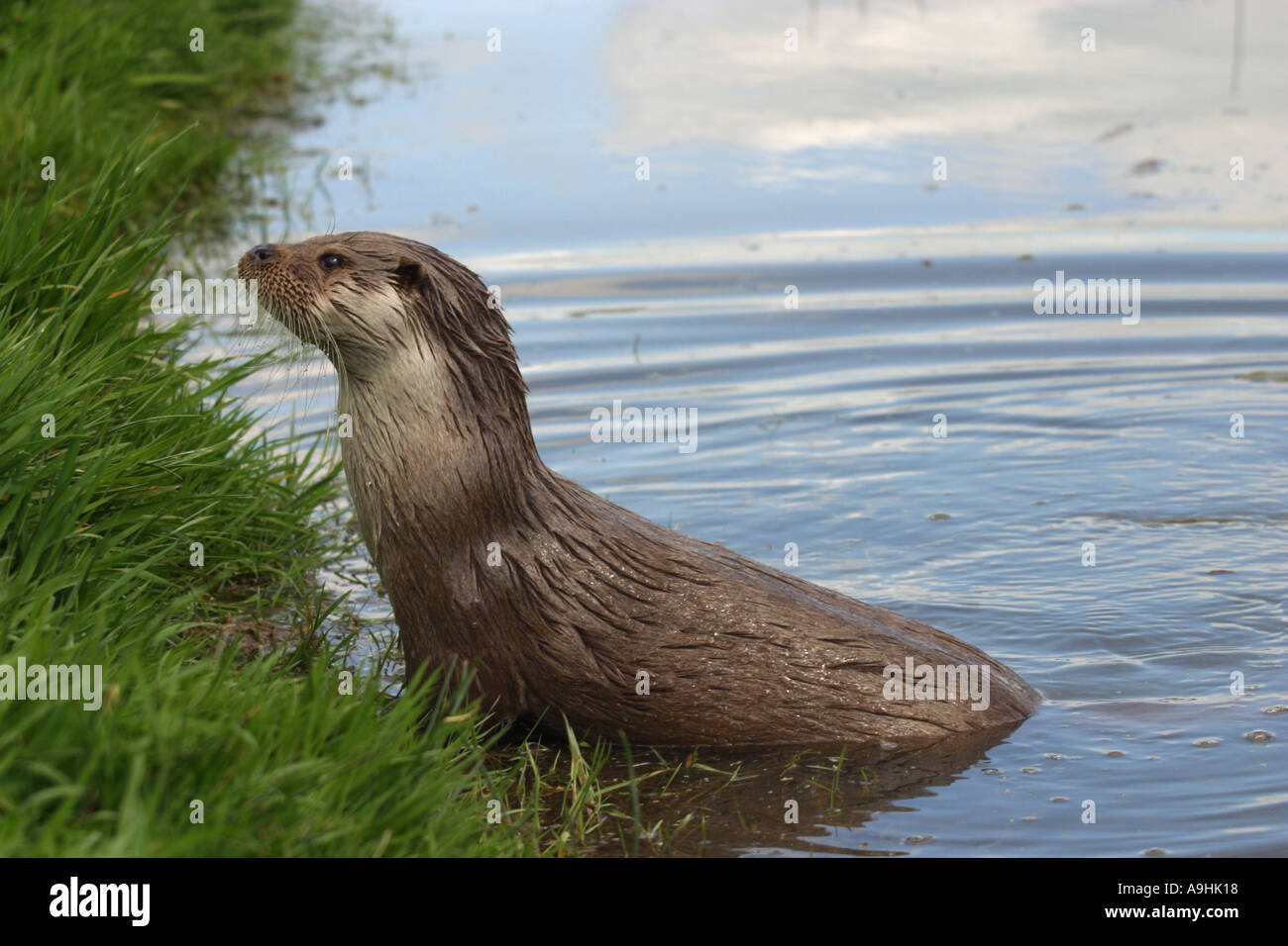 Otter Lutra lutra Stock Photo - Alamy