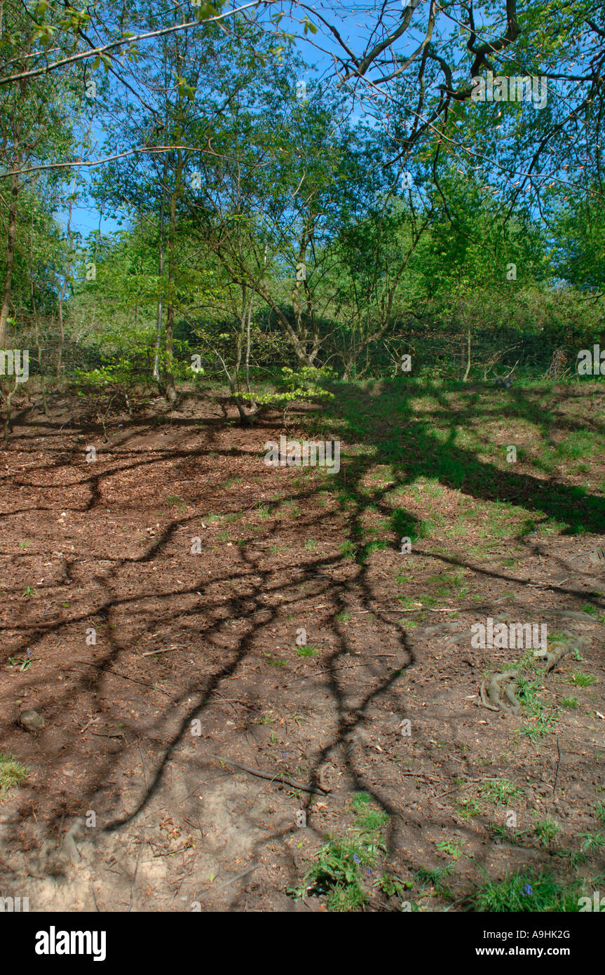 Woodland shadows hi-res stock photography and images - Alamy
