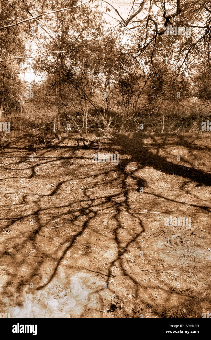 Woodland landscape photograph hi-res stock photography and images - Alamy