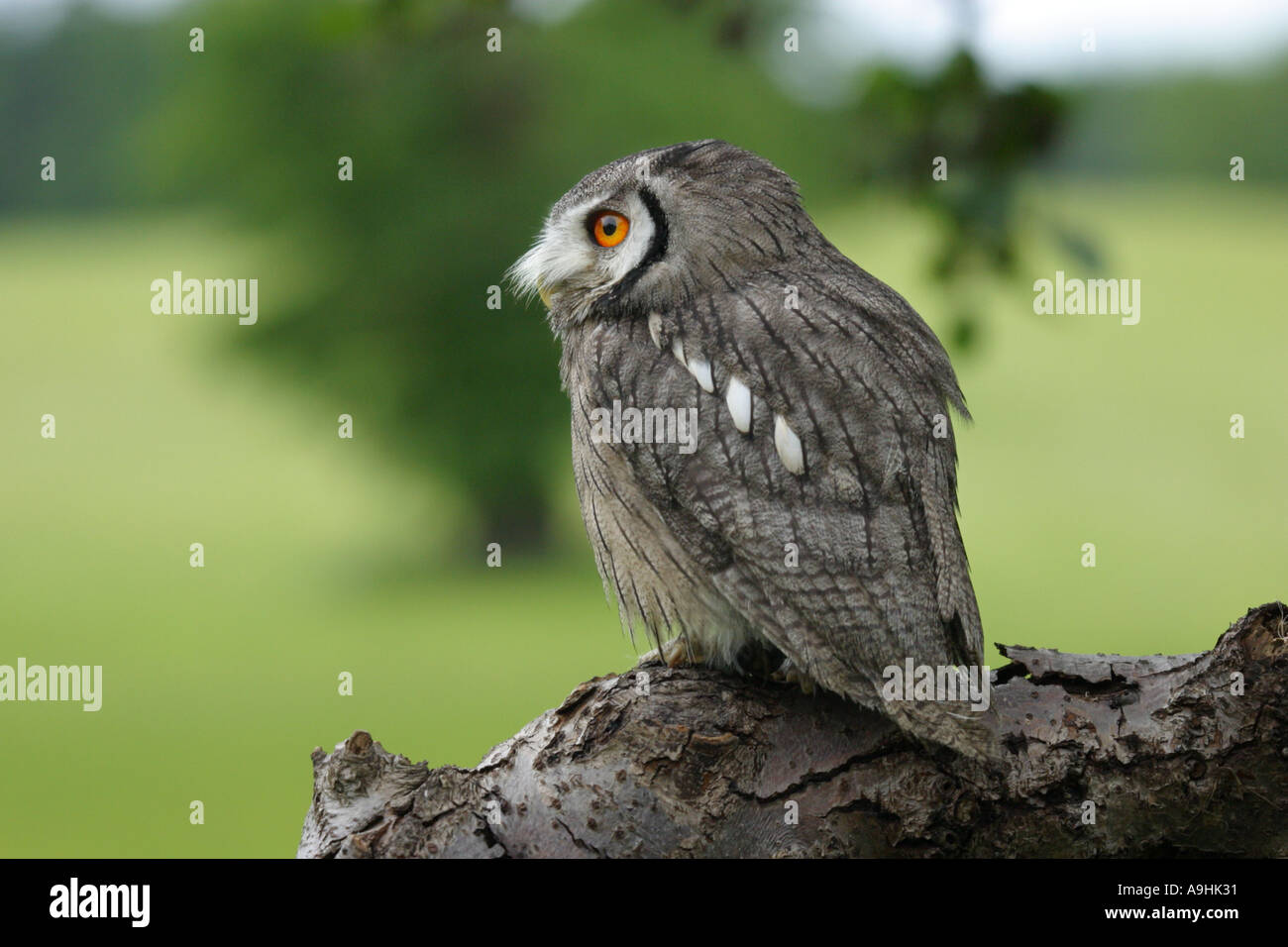 White faced Scops owl Stock Photo - Alamy