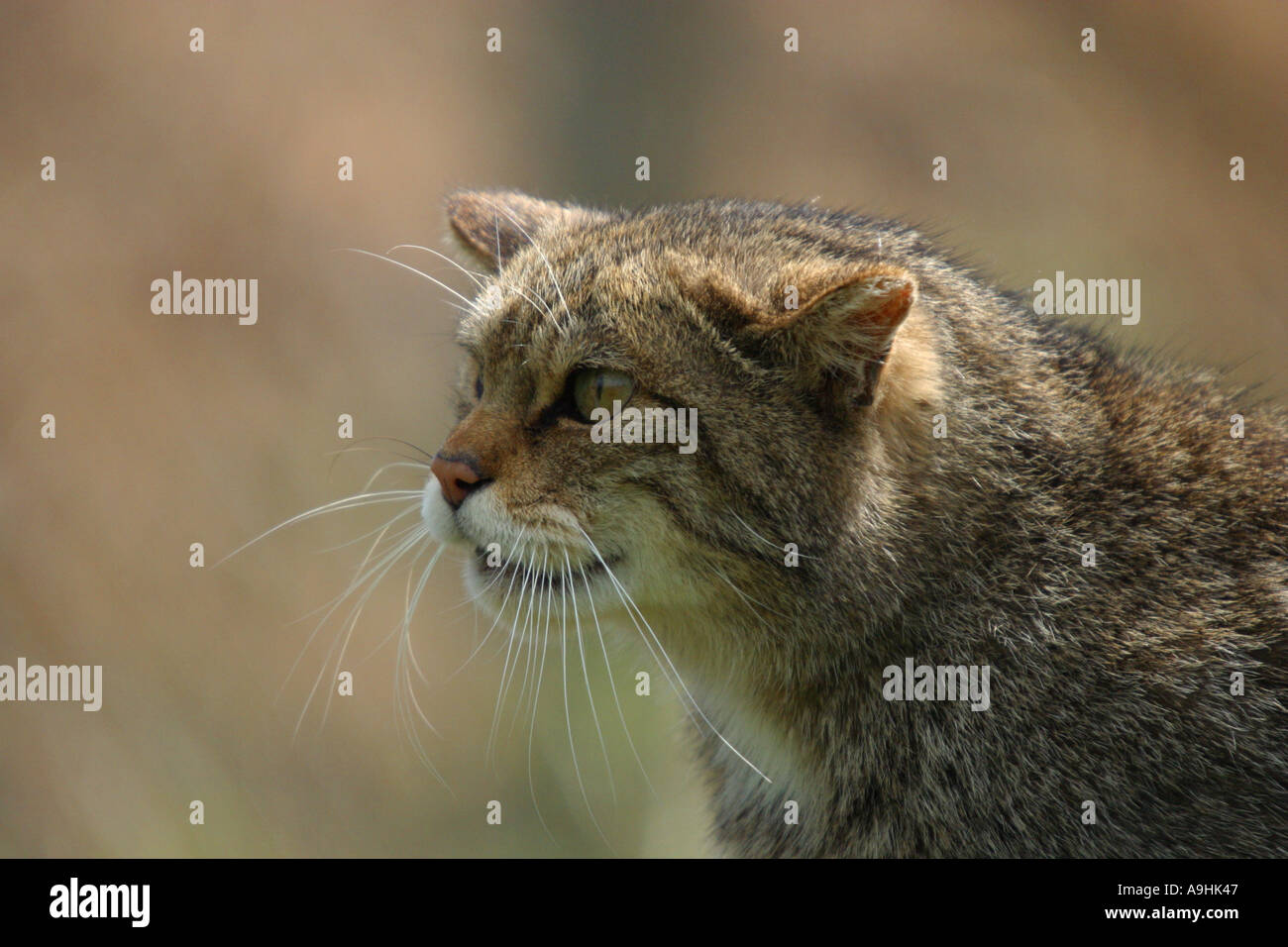 Scottish wild cat Stock Photo - Alamy
