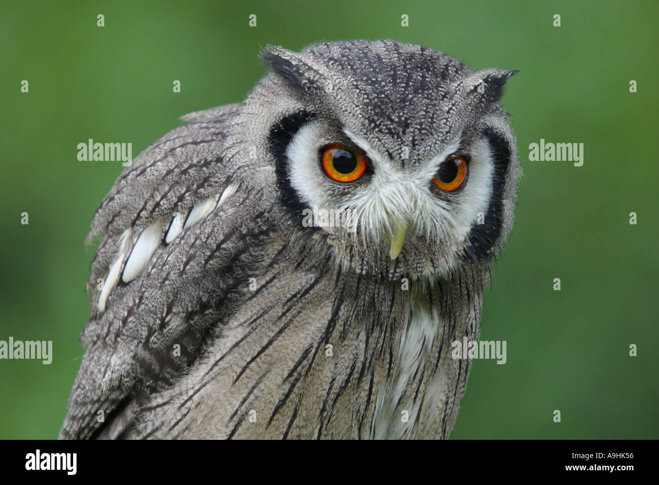 White faced Scops owl Stock Photo - Alamy