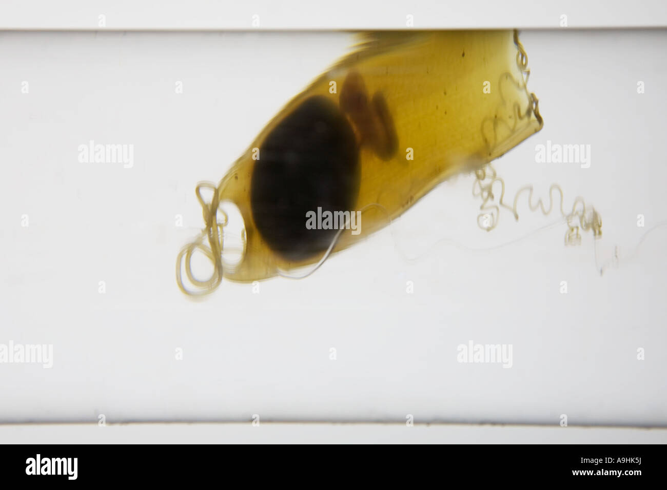 Ray egg case hi-res stock photography and images - Alamy