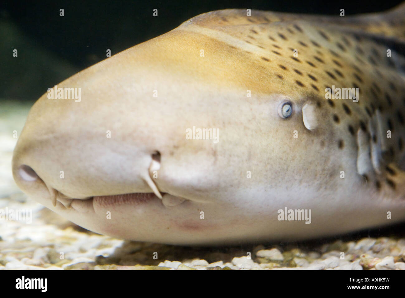 Shark from underneath hi-res stock photography and images - Alamy