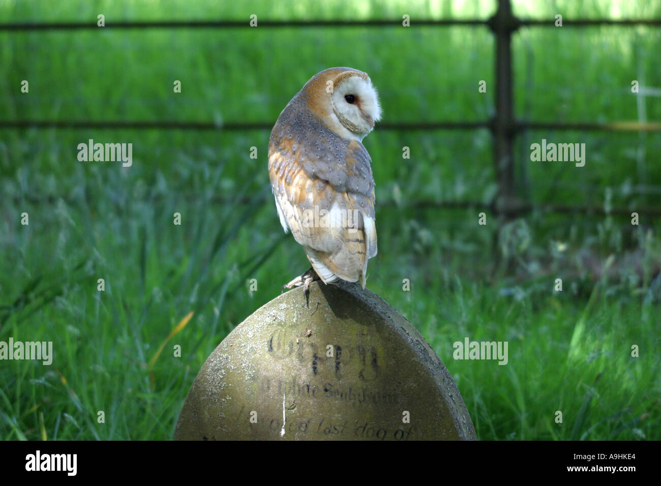 Barn owl on grave stone Stock Photo - Alamy