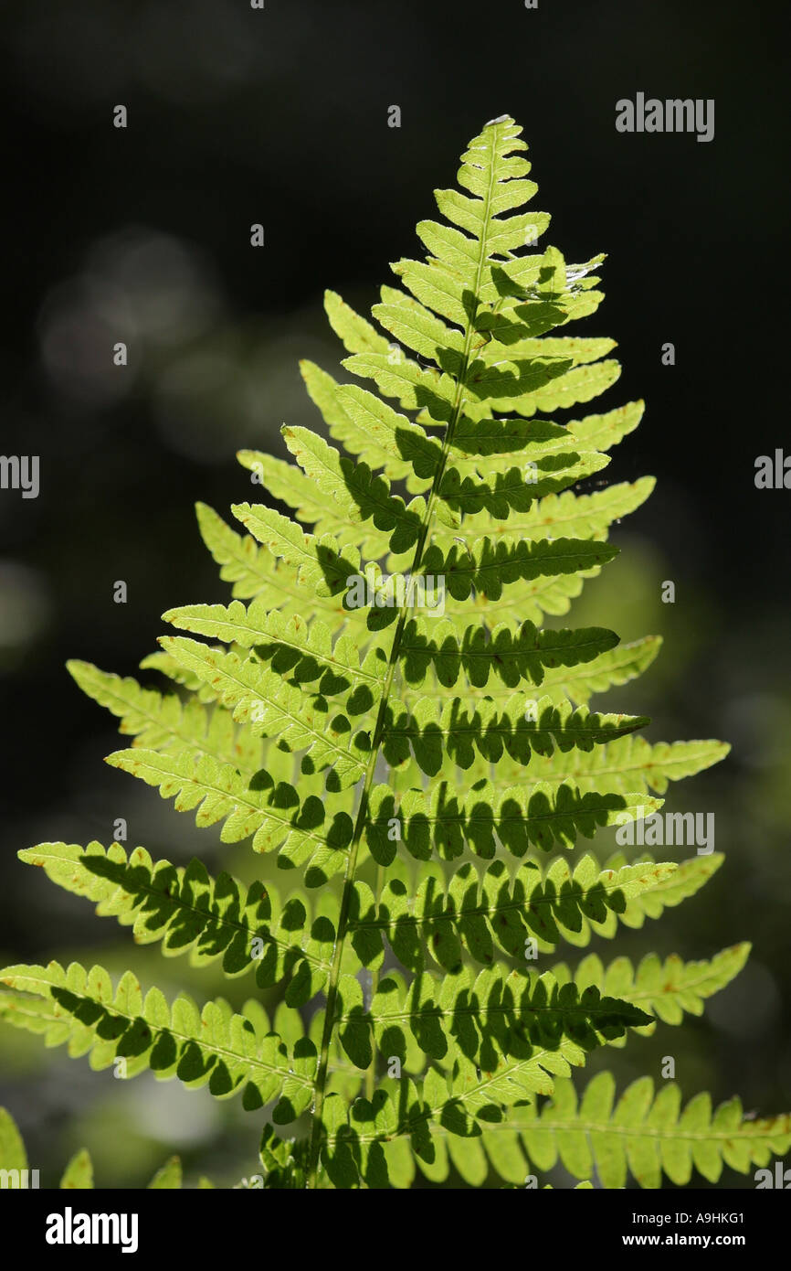 Fern seed hi-res stock photography and images - Alamy