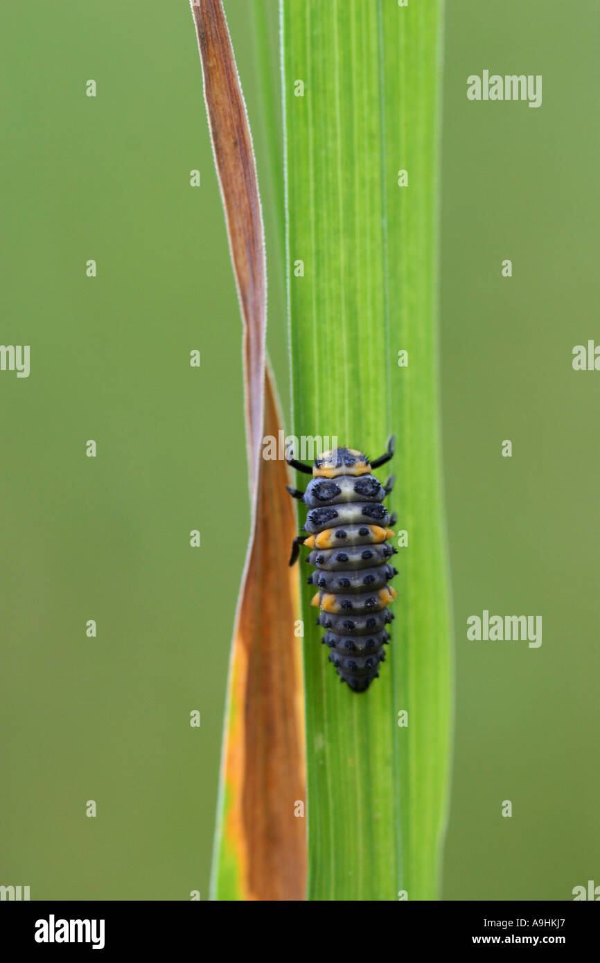 ladybirds, ladybird beetles, lady beetles, ladybugs (Coccinellidae ...