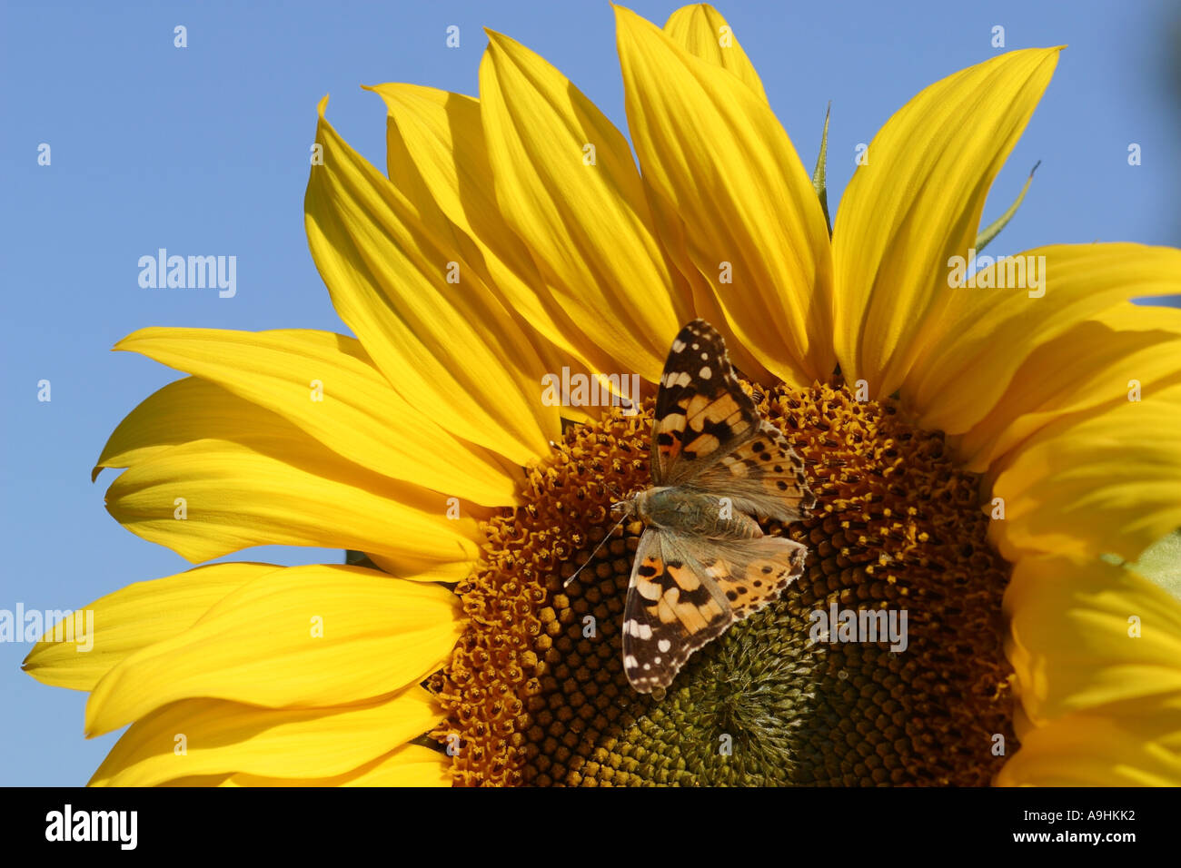 painted lady, thistle (Cynthia cardui, Vanessa cardui), on sunflower ...
