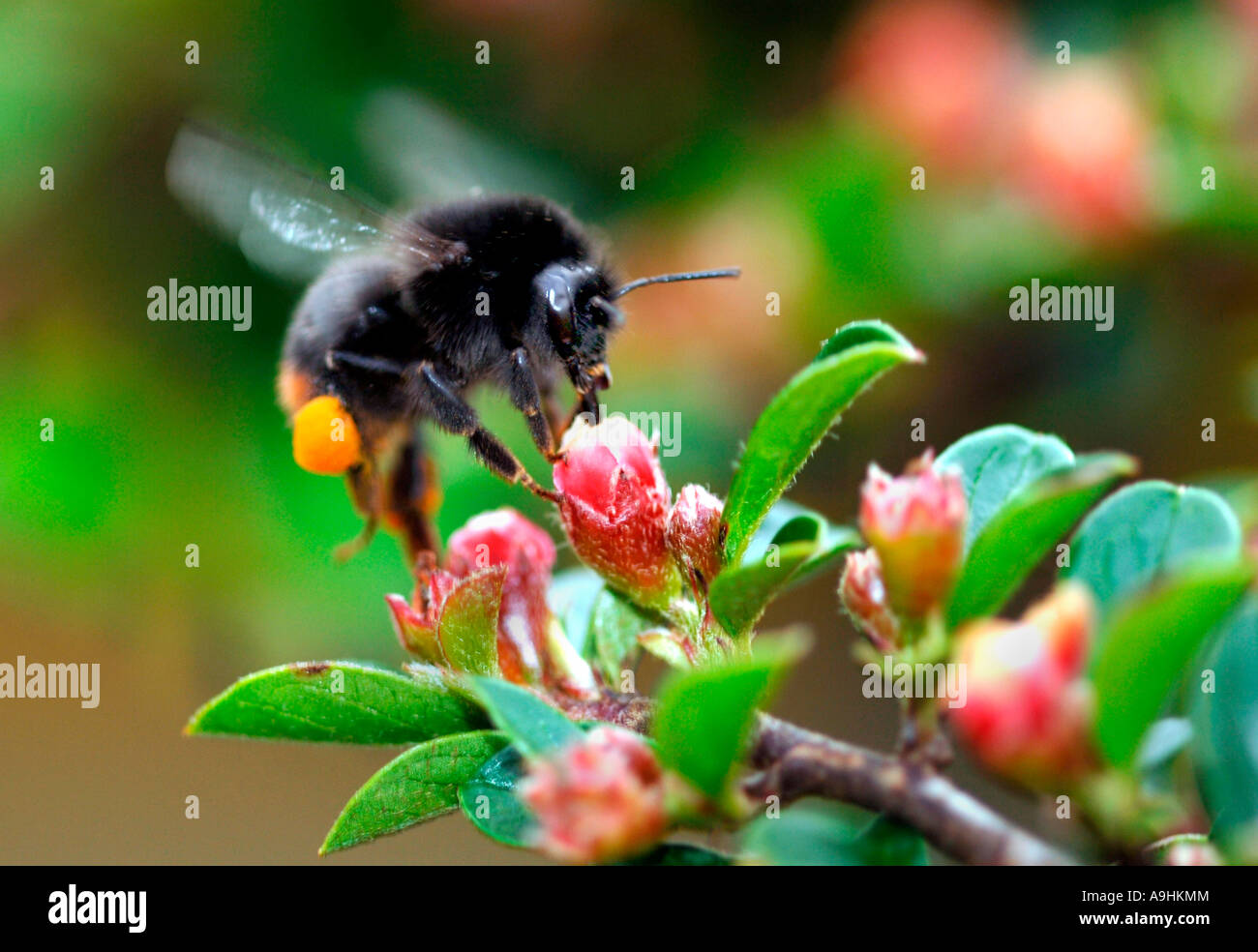 Red tailed bumble bee hi-res stock photography and images - Alamy