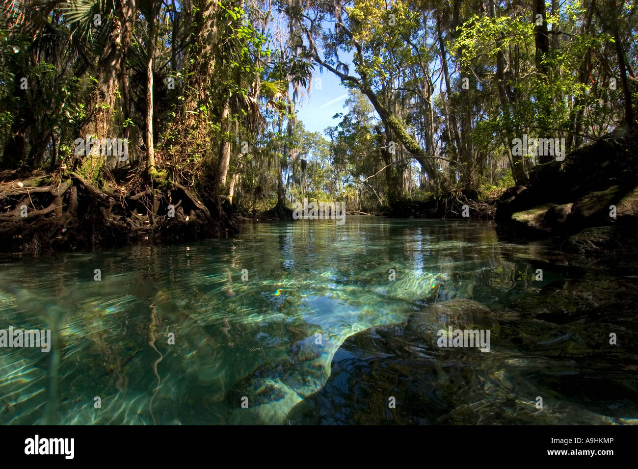 Three sisters spring Crystal River Florida USA Stock Photo - Alamy