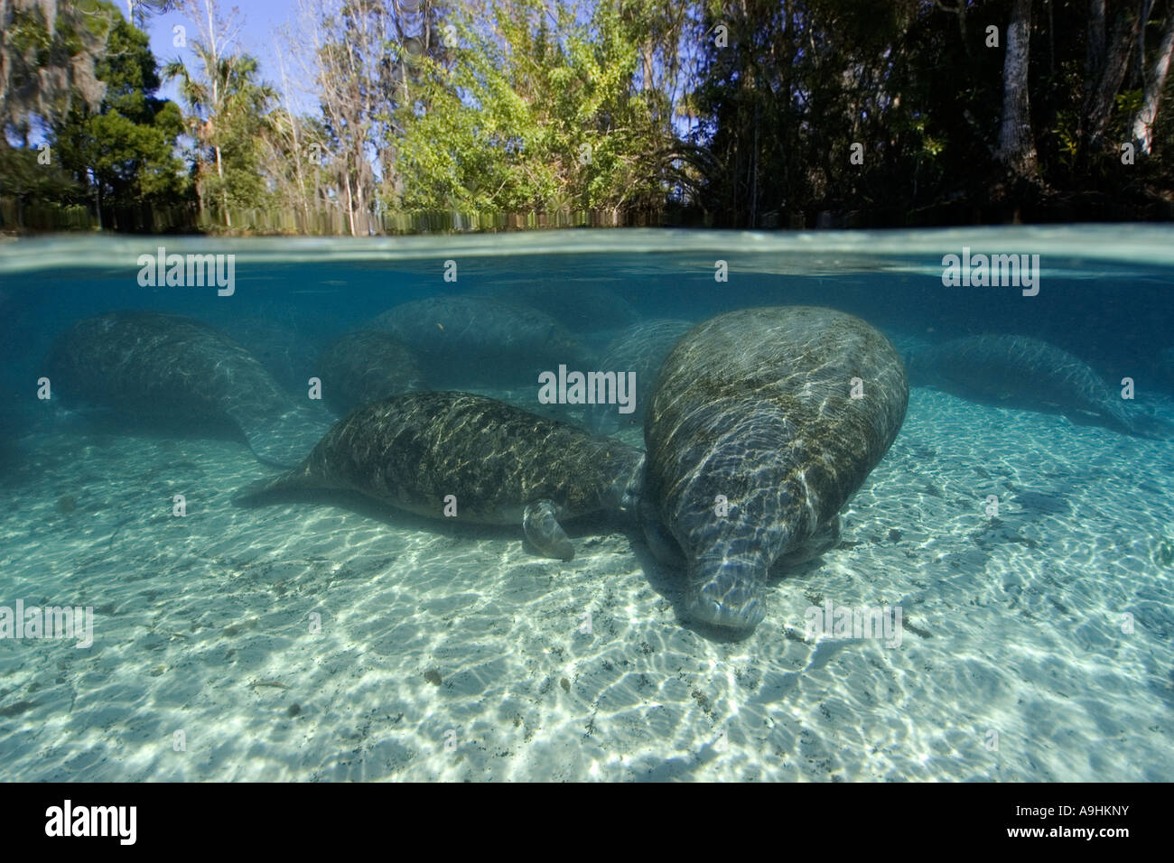 Florida manatees Trichechus manatus latirostris mother nursing calf ...