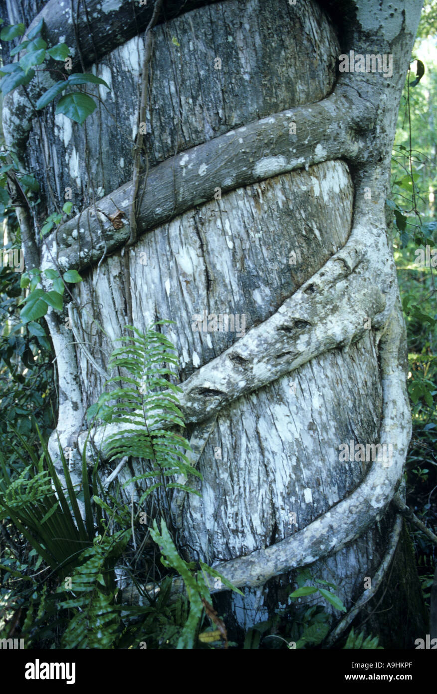 strangler fig (Ficus aurea), trunk, USA, Florida Stock Photo - Alamy