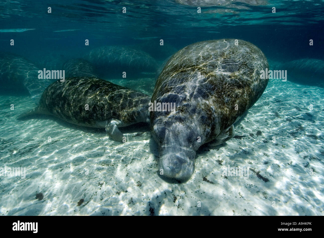 West Indian Manatee, Calf High Resolution Stock Photography and Images ...