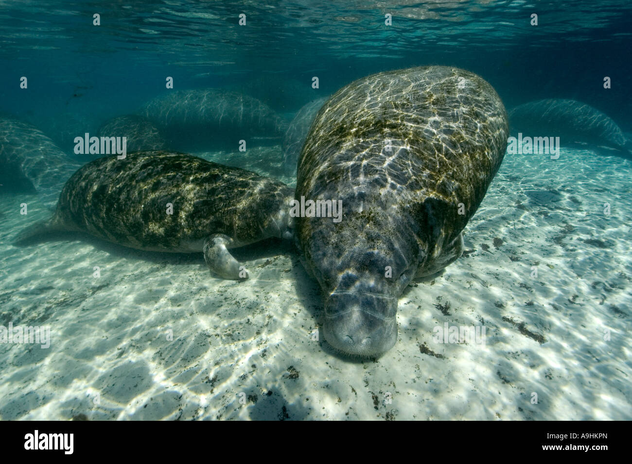 Florida manatees Trichechus manatus latirostris mother nursing calf ...