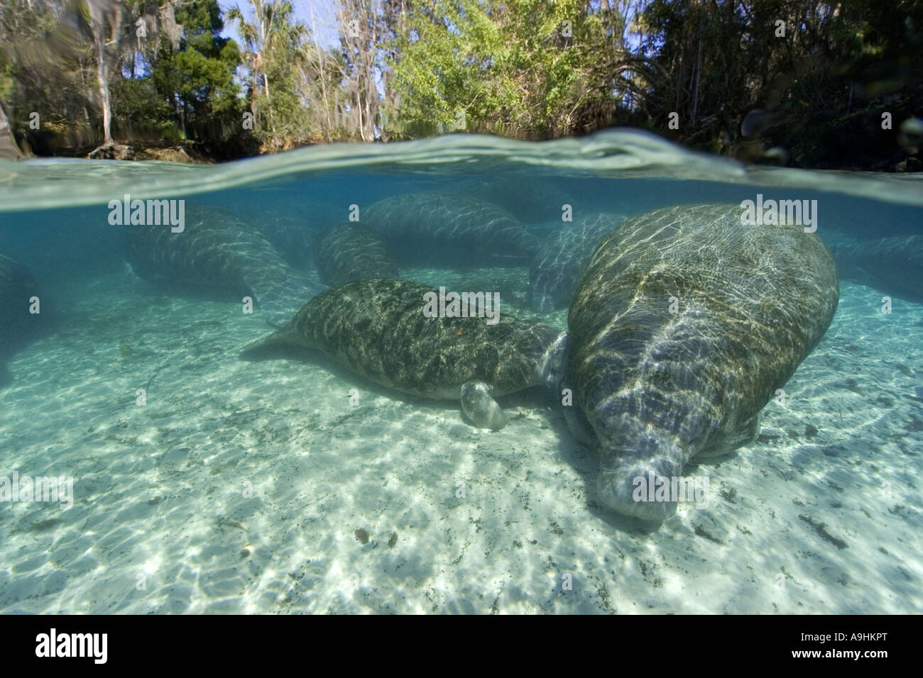 Florida manatees Trichechus manatus latirostris mother nursing calf ...