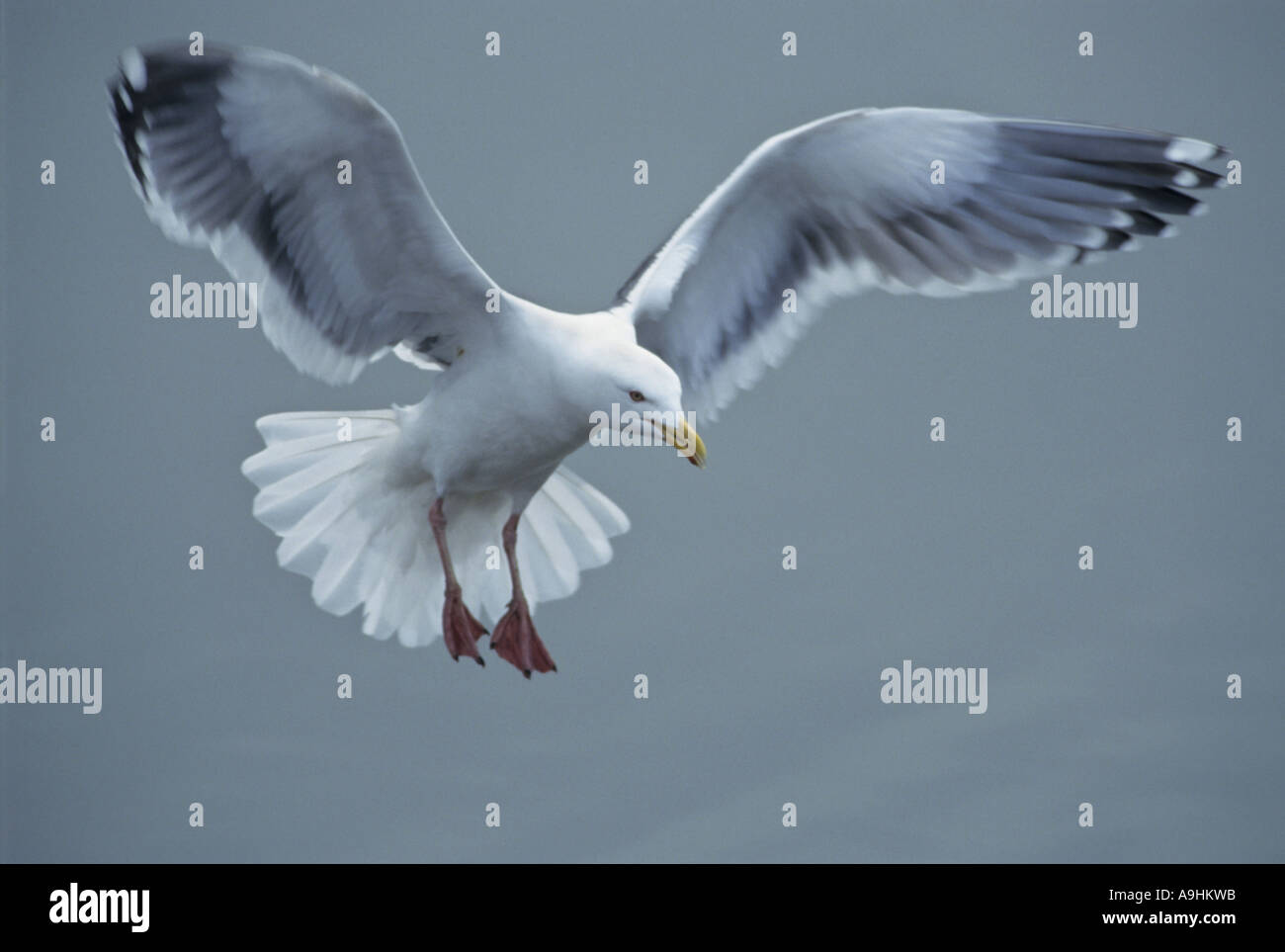 slaty-backed gull (Larus schistisagus), landing, Russia, East Siberian ...