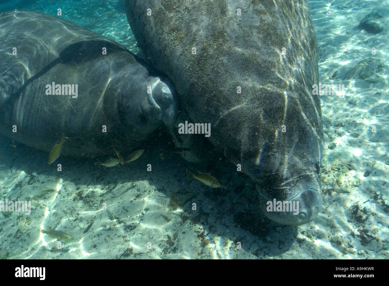 Manatee calf nursing hi-res stock photography and images - Alamy