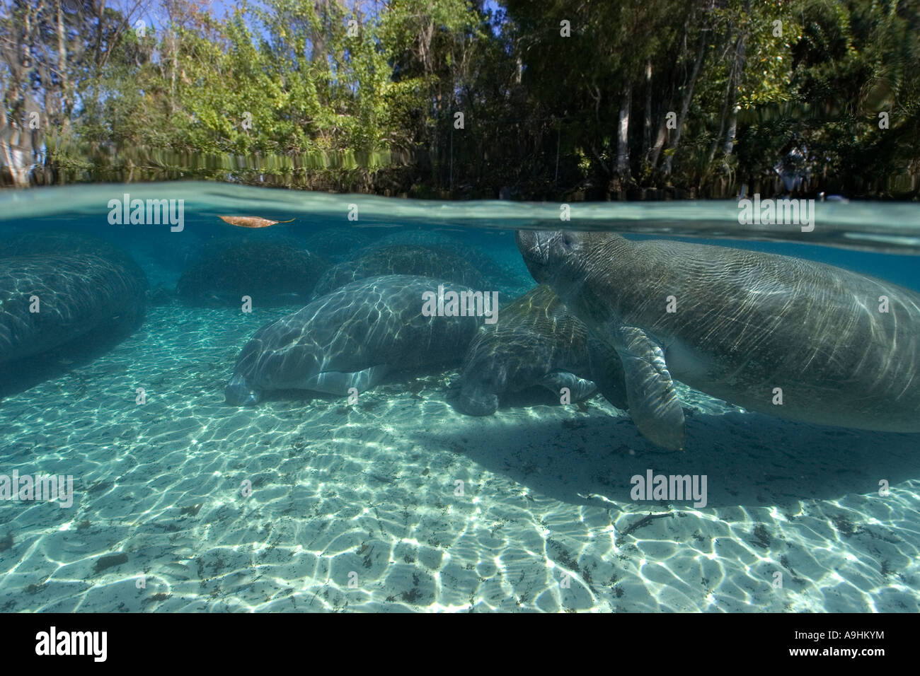 Florida manatee Trichechus manatus latirostris surfaces to breathe ...