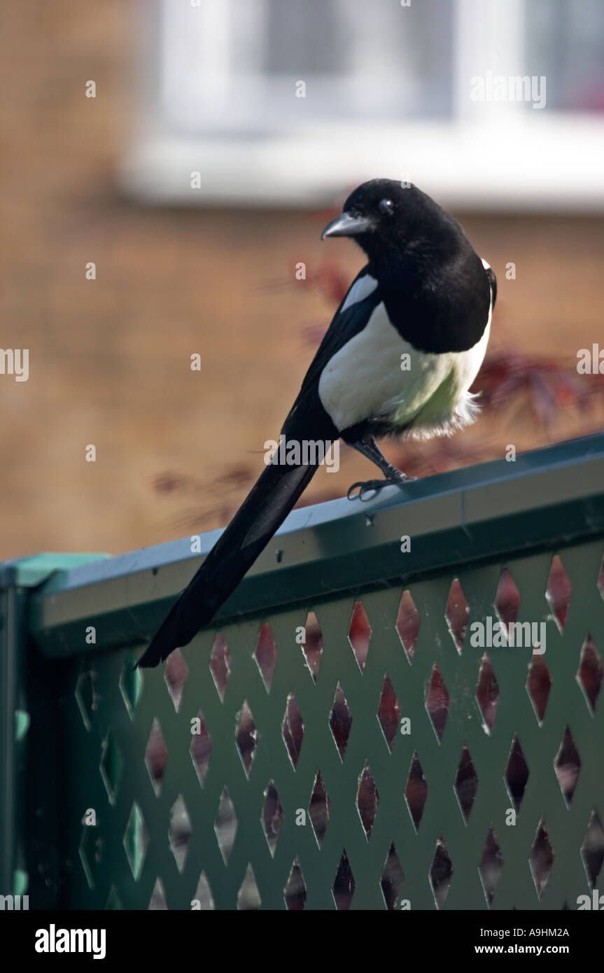 Magpie on fence hi-res stock photography and images - Alamy