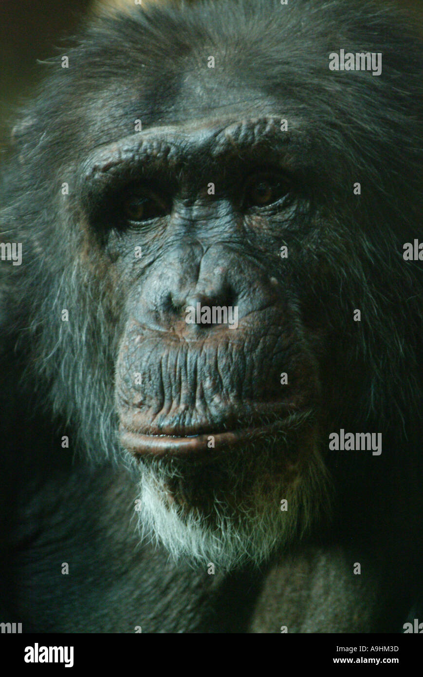 Chimpanzee human face expression hi-res stock photography and images ...