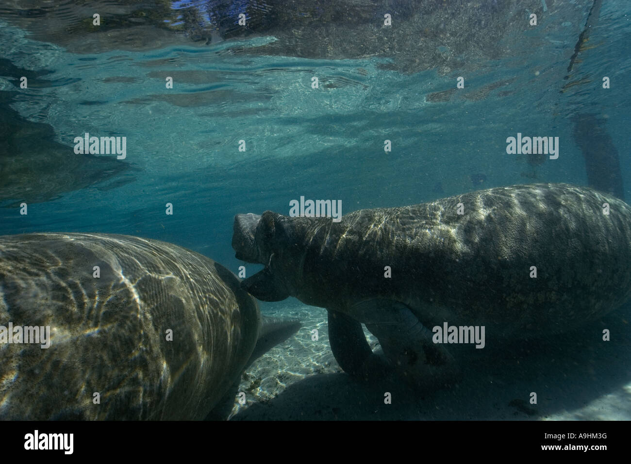Florida manatee Trichechus manatus latirostris Crystal River Florida USA Stock Photo - Alamy