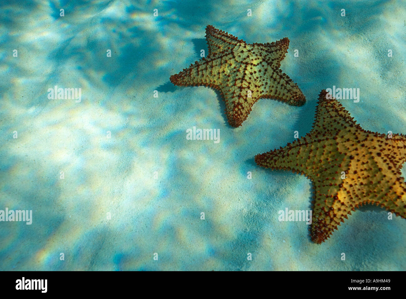 Sea stars on shallow sandy bottom Playa Palencar west side Cozumel ...