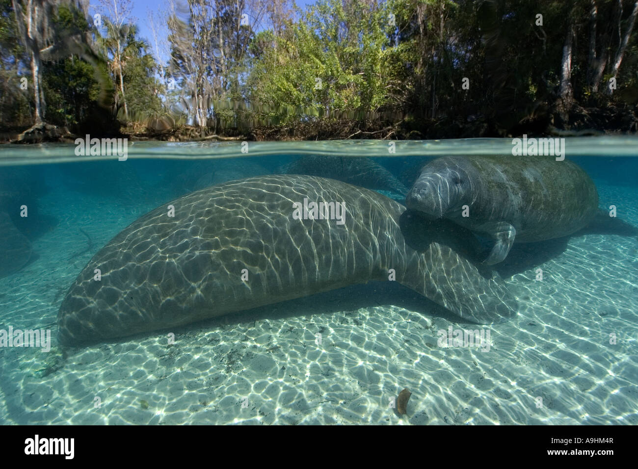 Manatees underwater hi-res stock photography and images - Alamy