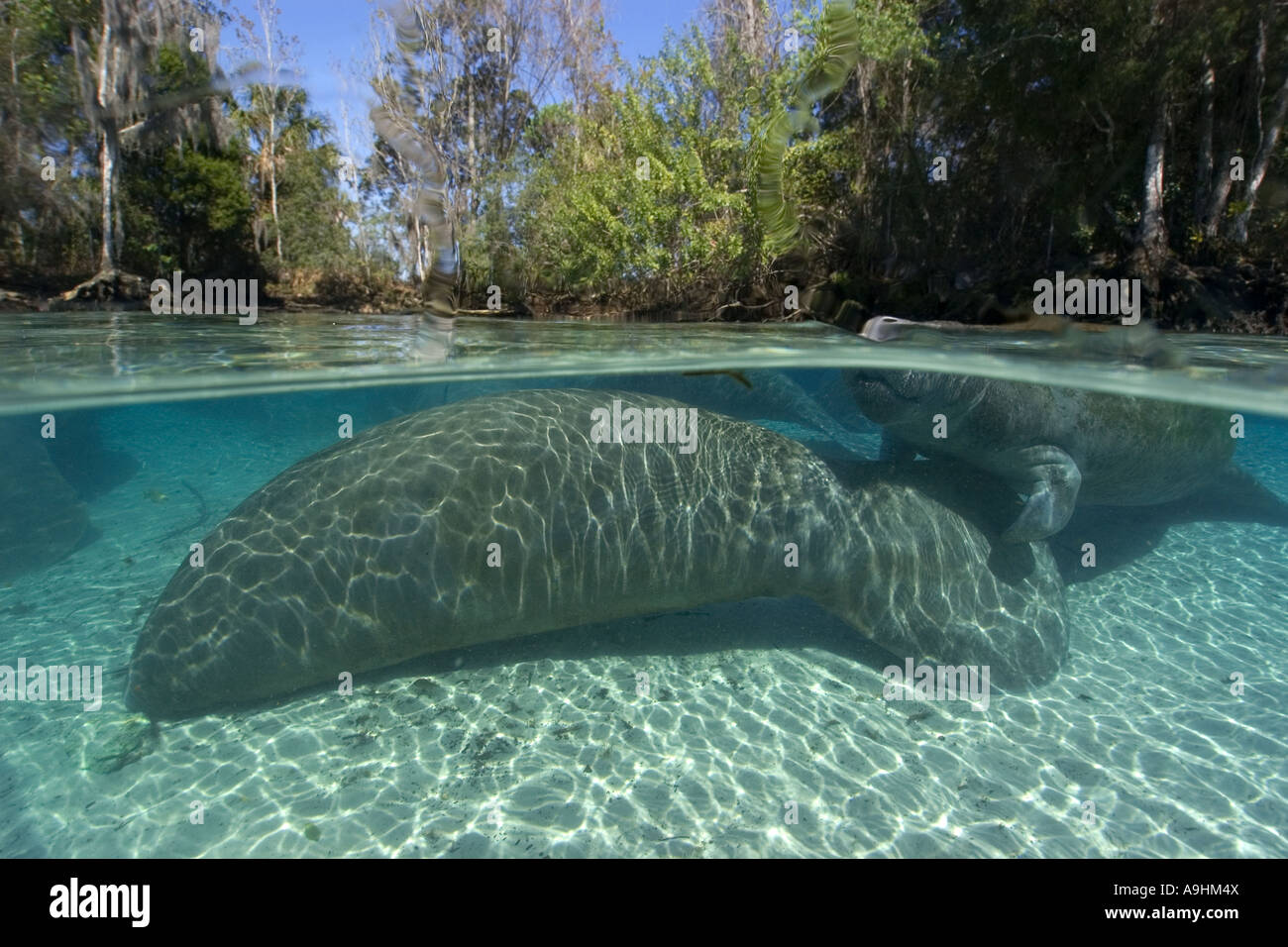 Florida manatee Trichechus manatus latirostris surfaces to breathe ...