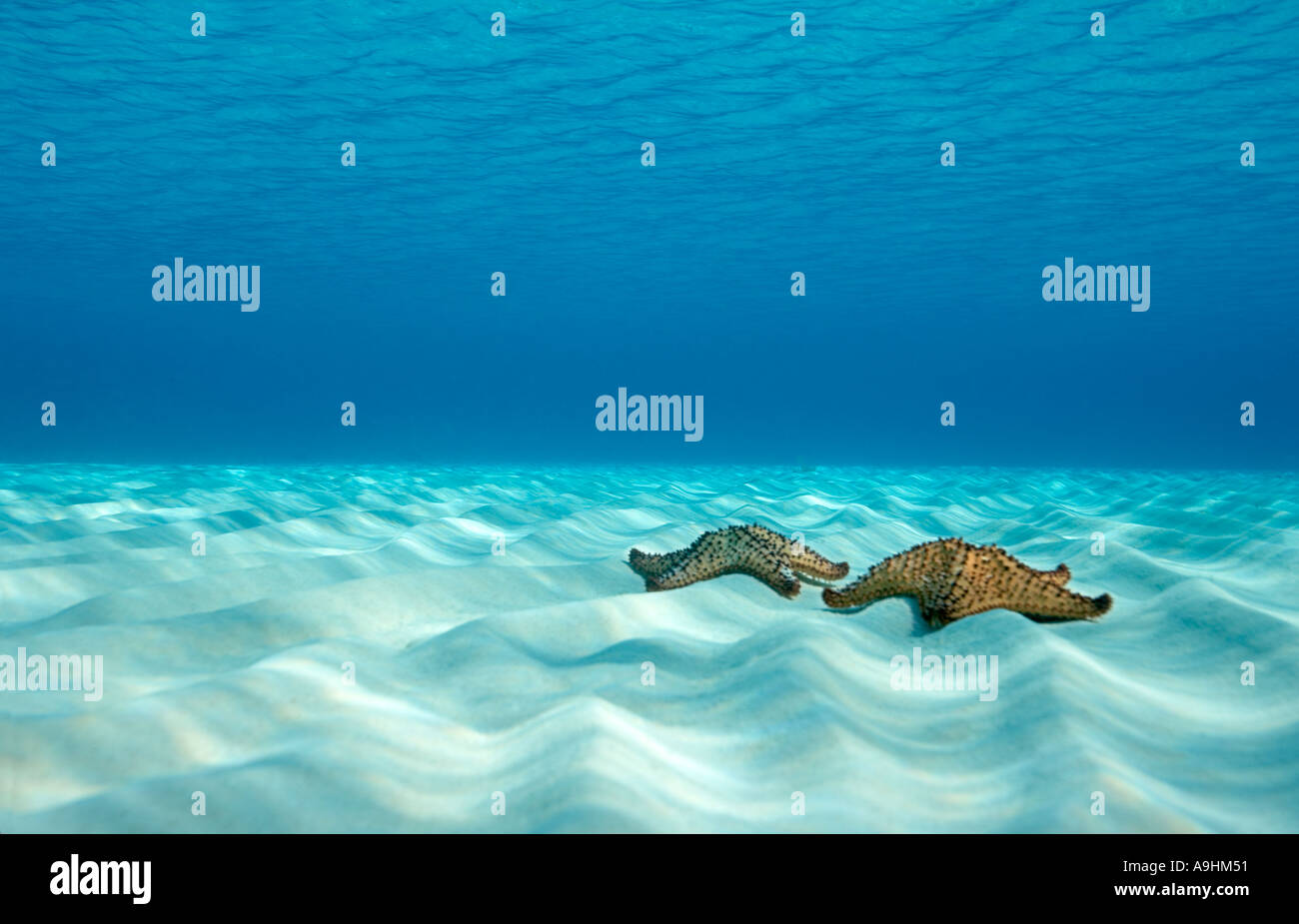 Starfish seastar underwater hi-res stock photography and images - Alamy