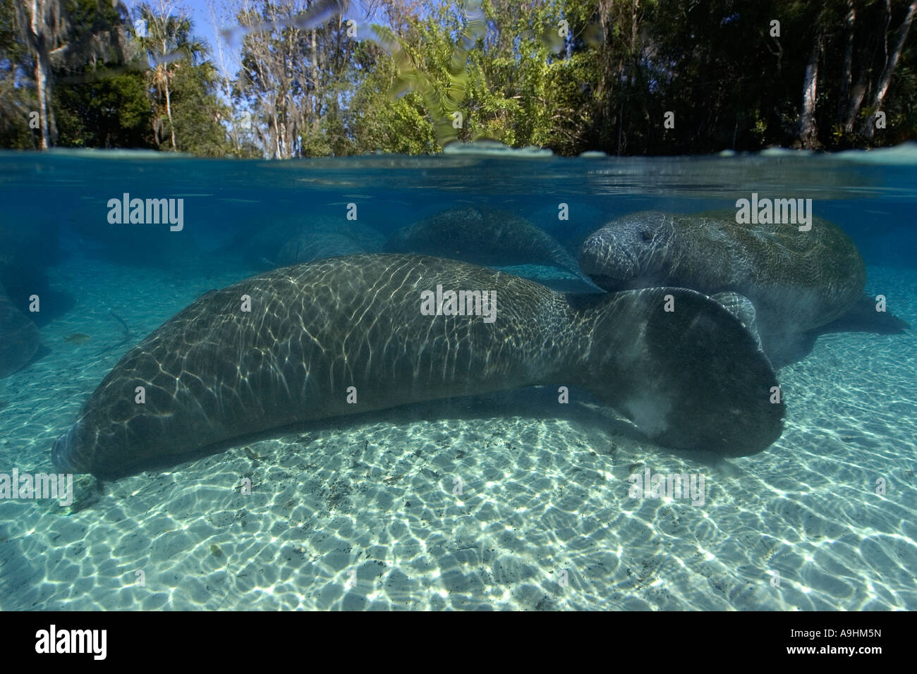 Florida manatee Trichechus manatus latirostris mother and calf Crystal ...