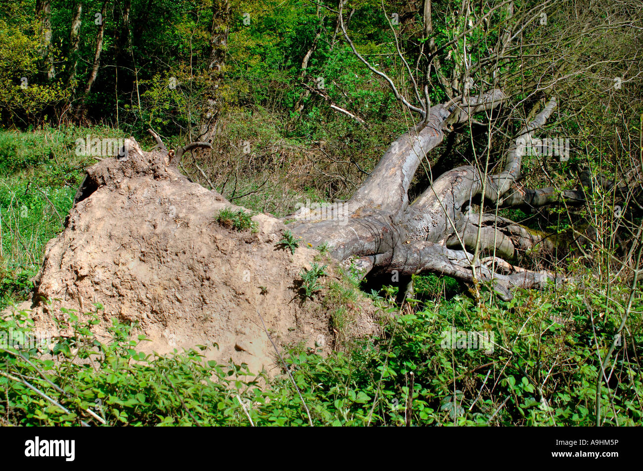 Uprooted tree hi-res stock photography and images - Alamy