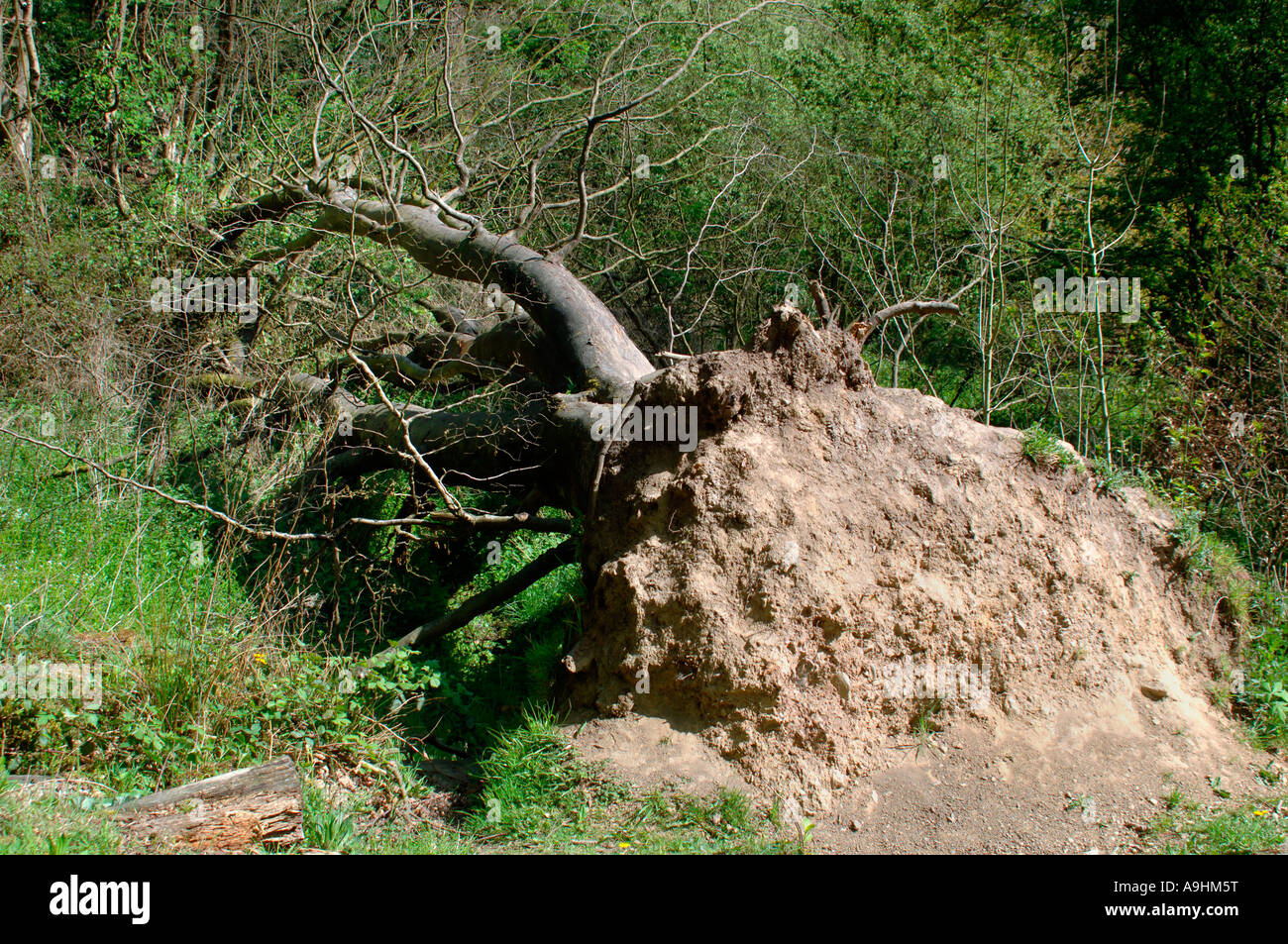 Uprooted tree hi-res stock photography and images - Alamy