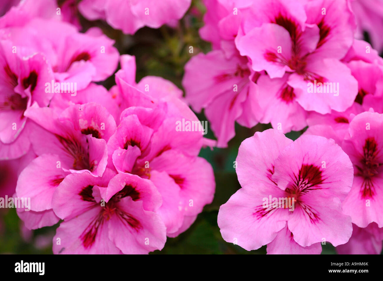 Pelagonia hi-res stock photography and images - Alamy