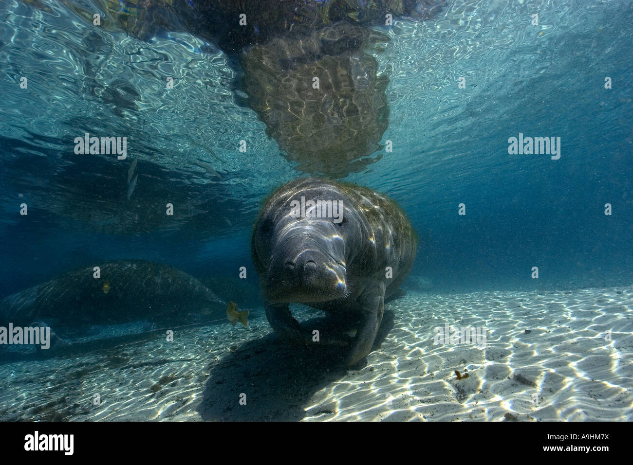 Florida manatee Trichechus manatus latirostris Crystal River Florida USA Stock Photo - Alamy